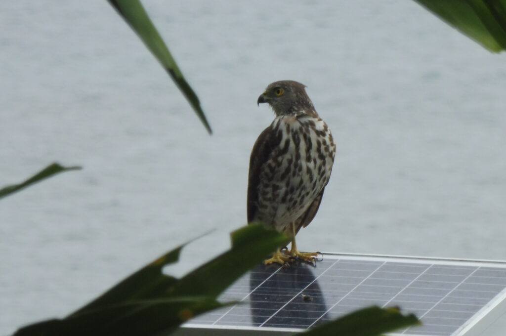 Birds and birdwatching in Savusavu - Savusavu Tourism Association