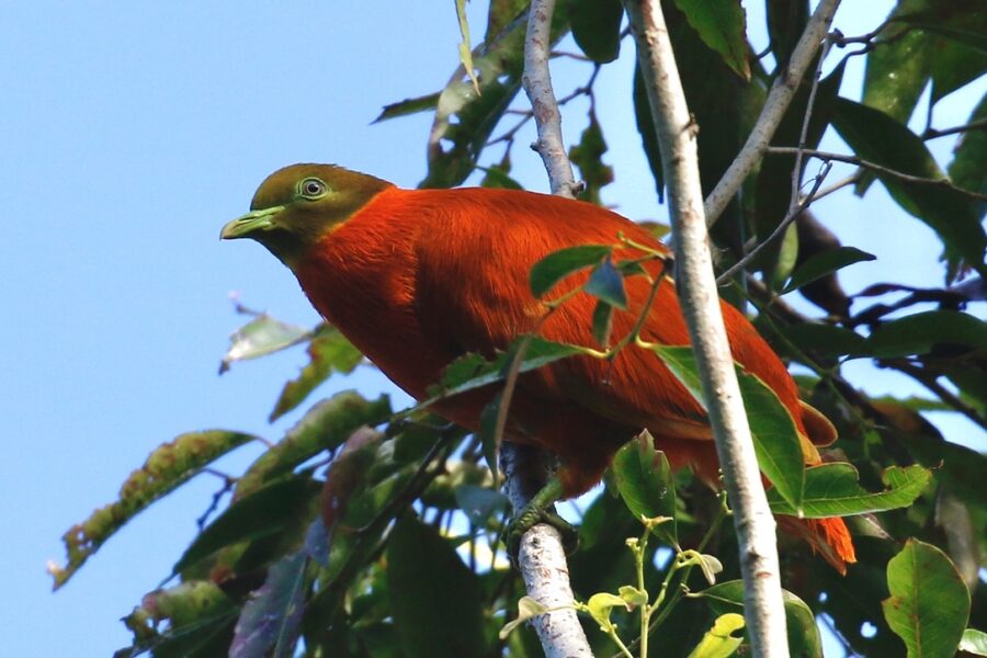 Savusavu tours - Savusavu Tourism Association